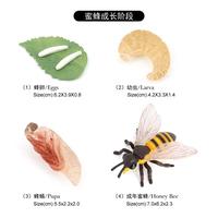 Review Animal Life Cycle Figurine dan kartu, mainan siklus kehidupan ...