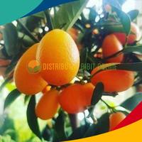 Jual Buah Jeruk Nagami Terbaik - Harga Murah Maret 2024 & Cicil 0%