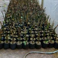 Jual Bibit Bambu Petung Terdekat - Harga Murah & Grosir Agustus 2022