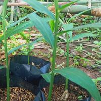 Jual Bibit Jahe Terbaik - Harga Murah Juni 2024 & Cicil 0%