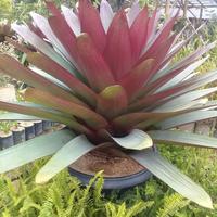 Jual Bromelia Giant Terbaik - Harga Murah August 2021 & Cicil 0%