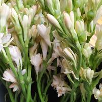 Jual Bunga Segar Terlengkap - Harga Murah & Grosir Juni 2025