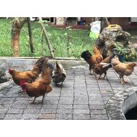 Jual Ayam Kate Sepasang Murah - Harga Terbaru 2021