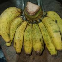 Pisang Raja Segar Berkualitas, Harga Termurah! Mei 2024