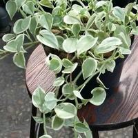 Jual Tanaman Terang Bulan Terbaik - Harga Murah Juni 2024 & Cicil 0%