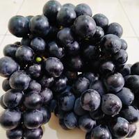 Jual Anggur Autumn Terdekat - Harga Murah & Grosir April 2024
