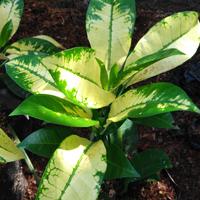 Jual Pohon Puring Terbaik - Harga Murah Juni 2025 & Cicil 0%