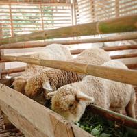 Domba Merino Harga Termurah & Kualitas Terbaik Juni 2024 - Tokopedia