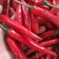 Jual Cabe Merah Besar 1 Kg Terdekat - Harga Murah & Grosir Mei 2024