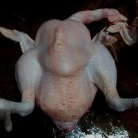 Jual Ayam Parent Terlengkap - Harga Murah Juni 2024 & Cicil 0%