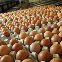 Jual Telor 1 Kg Terdekat - Harga Murah & Grosir Desember 2024