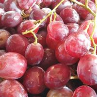 Jual Anggur Red Globe Terdekat - Harga Murah & Grosir April 2024