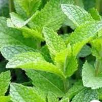 Jual Daun Mint Segar Terdekat - Harga Murah & Grosir Juni 2024