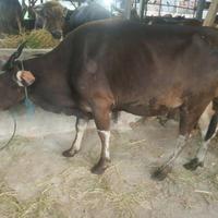 Sapi Qurban Berkualitas & Harga Terbaik Mei 2024