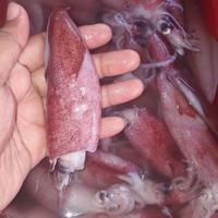 Jual Cumi Segar 1 Kg Terdekat - Harga Murah & Grosir Juni 2024