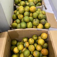 Jual Jeruk Baby Java Murah - Harga Terbaru 2021