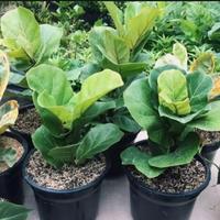 Jual Pohon Biola Cantik Terbaik - Harga Murah Mei 2024 & Cicil 0%