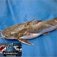 Jual Ikan Manyung Terdekat - Harga Murah & Grosir Juni 2024