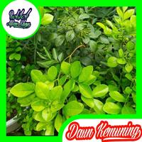 Jual Daun Kemuning Juni 2024 Harga Termurah - Cicil 0% 3x di Tokopedia