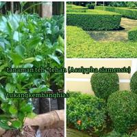 Jual Pohon Teh Tehan Terbaik - Harga Murah Juni 2024 & Cicil 0%