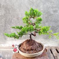 Jual Bonsai Cemara Murah - Harga Terbaru 2021