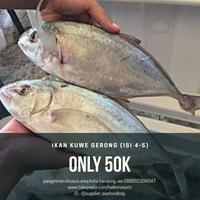 Jual Ikan Kuwe Terdekat - Harga Murah & Grosir April 2025