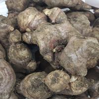 Jual Jahe Segar Terdekat - Harga Murah & Grosir Juni 2024