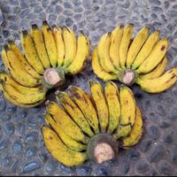 Jual Pisang Raja Bulu Terdekat - Harga Murah & Grosir Februari 2024