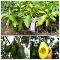 Jual Alpukat Pluwang Terdekat - Harga Murah & Grosir Desember 2022