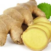 Jual Jahe Segar Terdekat - Harga Murah & Grosir Maret 2025