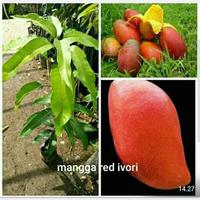 Jual Mangga Red Ivory Terdekat - Harga Murah & Grosir Februari 2024