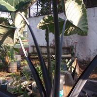 Jual Tanaman Talas Terbaik - Harga Murah Januari 2024 & Cicil 0%