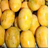 Review Buah mangga Toba mangga Samosir buah mangga endemik Toba | Tokopedia
