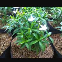 Jual Rombusa Mini Terdekat - Harga Murah & Grosir Mei 2024