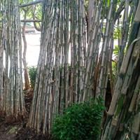 Jual Pohon Bambu Jepang Terbaik - Harga Murah Desember 2022 & Cicil 0%