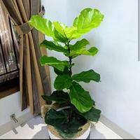 Jual Pohon Biola Cantik Terbaik - Harga Murah Mei 2024 & Cicil 0%