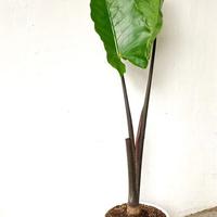 Jual Talas Hitam Murah - Harga Terbaru 2021