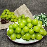 Jual Anggur Shine Muscat Terdekat - Harga Murah & Grosir Februari 2023
