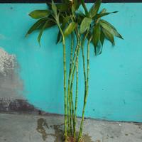 Jual Bambu Batangan Terbaik - Harga Murah November 2022 & Cicil 0%