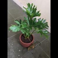 Jual Dendrum Murah - Harga Terbaru Juni 2024