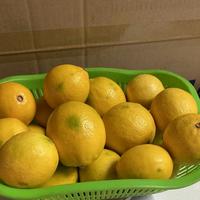 Jual Lemon 1 Kg Terdekat - Harga Murah & Grosir Januari 2025