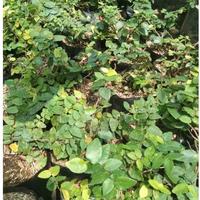 Jual Tanaman Rambat Dolar Terbaik - Harga Murah Juni 2024 & Cicil 0%