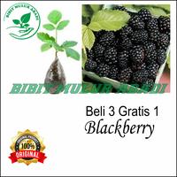 Jual Pohon Blackberry Terdekat - Harga Murah & Grosir Mei 2024
