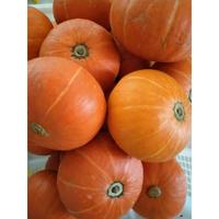 Jual Labu Kuning Terbaik - Harga Murah Februari 2024 & Cicil 0%