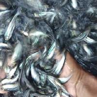 Jual Bibit Ikan Patin Terdekat - Harga Murah & Grosir Juni 2024