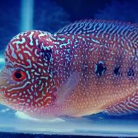 Jual Ikan Lohan Terlengkap & Terbaik - Harga Murah Mei 2024