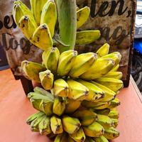 Jual 1 Tandan Pisang Terdekat - Harga Murah & Grosir Desember 2024