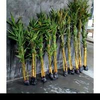 Jual Biji Bambu Terdekat - Harga Murah & Grosir April 2025