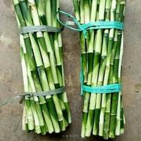 Jual Bambu Batangan Terbaik - Harga Murah November 2024 & Cicil 0%
