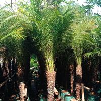 Jual Palem Phoenix Terbaik - Harga Murah Februari 2023 & Cicil 0%